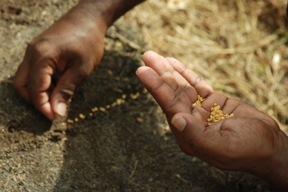 Seed & Planting Material Guide | Good Market Info